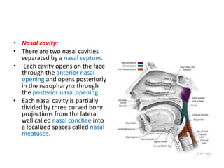 Respiratory & Urinary Systems - Anatomy | PPTX