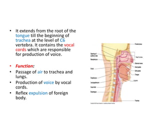 Respiratory & Urinary Systems - Anatomy | PPTX