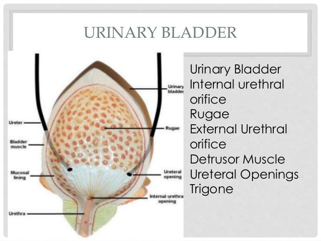 Respiratoryurinary lab ppt