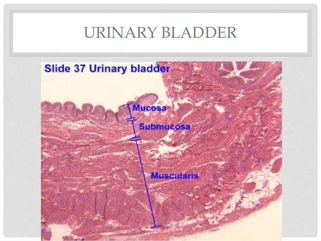 Detrusor Muscle Histology Research And Progress On The Mechanism Of