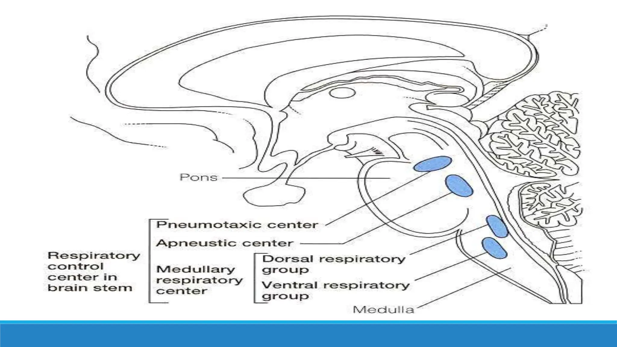 RESPIRATORY physilogy anesthesia ventillation | PPT