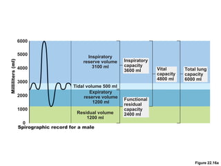 respiratory volume 4742460.............ppt