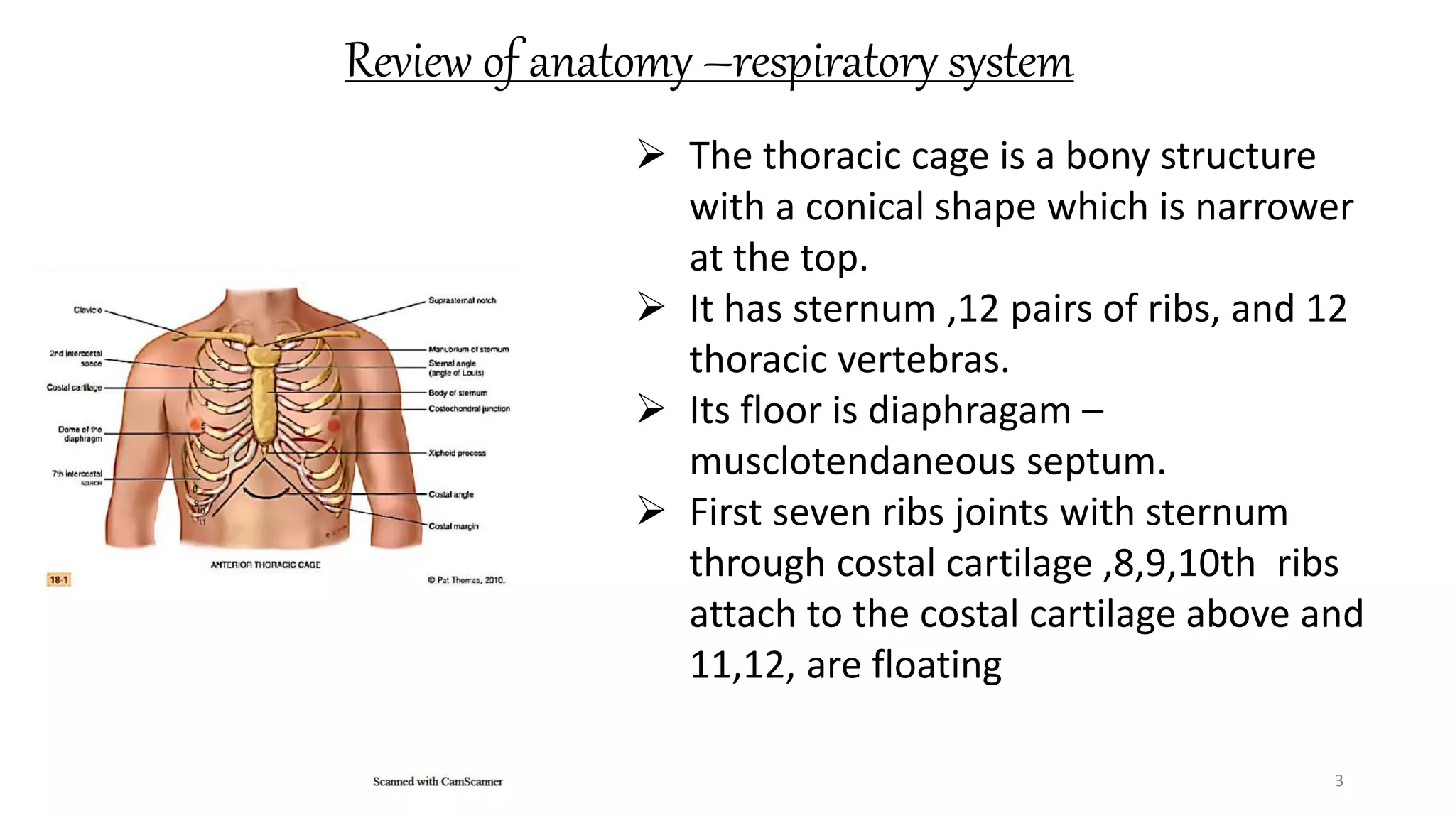 Respiratory assessment | PPTX