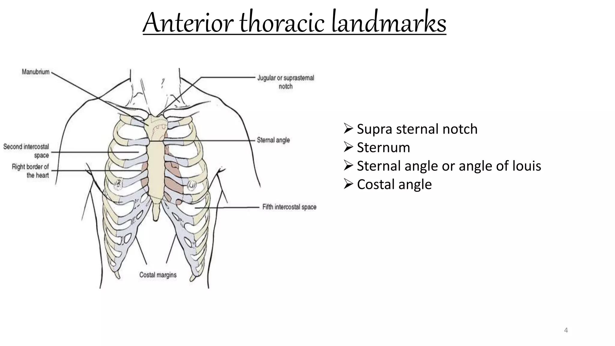 Respiratory assessment | PPTX