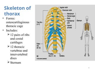 respirtory system anat.pptx and their cl | PPTX
