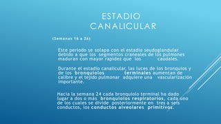 RESPITATORIO EMBRIOLOGIA. LARINGE, FARINGE, ESOFGO, TRAQUEA, BRONQUIS ...