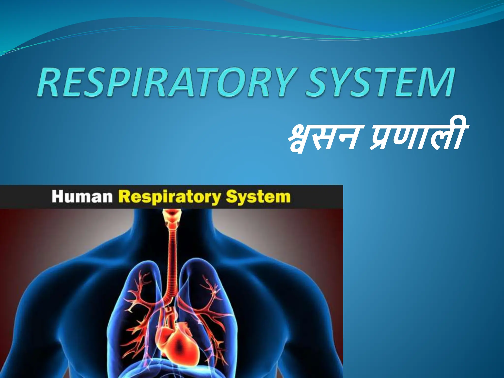 Respiratory System 1 ppts. Human Respiration | PPTX