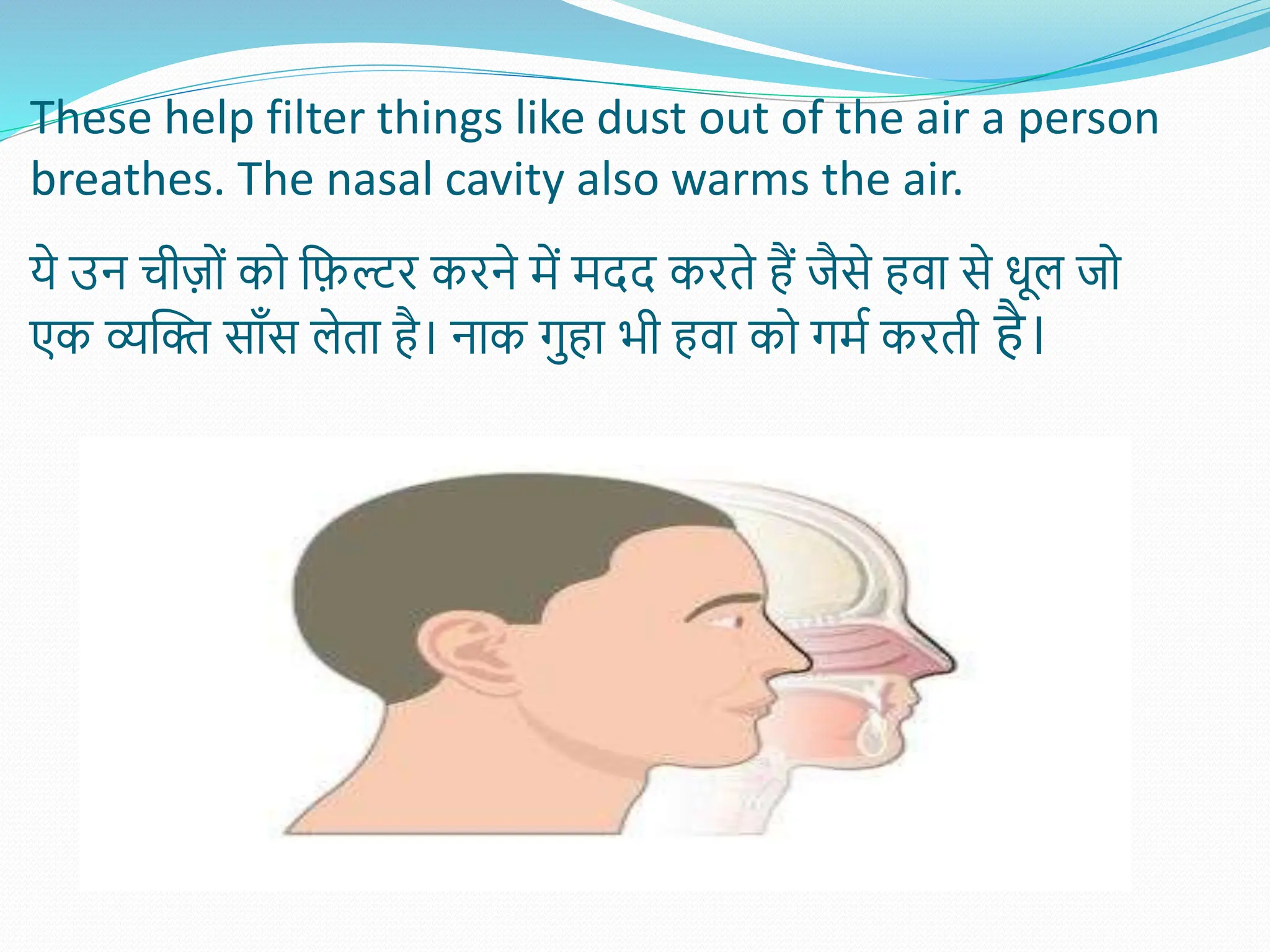 Respiratory System 1 ppts. Human Respiration | PPTX