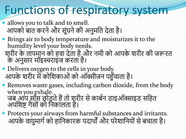 Respiratory System 1 ppts. Human Respiration | PPT