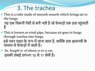 Respiratory System 1 ppts. Human Respiration | PPTX