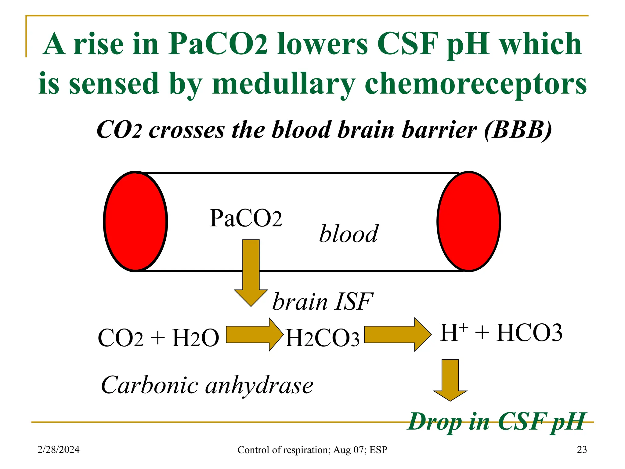 RESP MECHANISM- REGULATION OF RESPIRATION | PPT