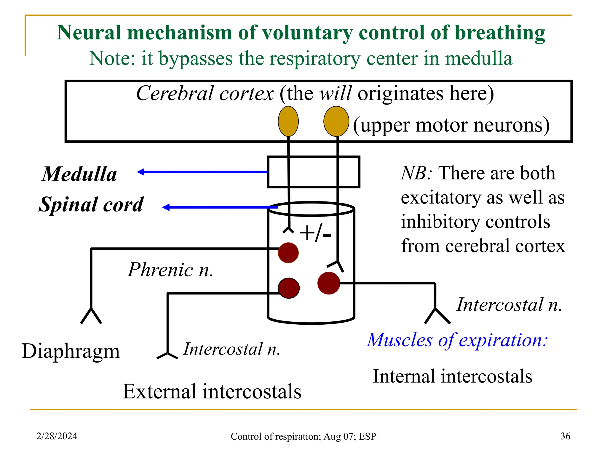 RESP MECHANISM- REGULATION OF RESPIRATION | PPT