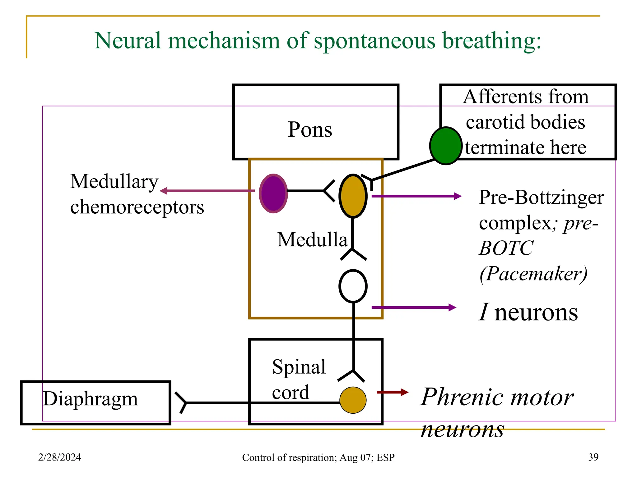 RESP MECHANISM- REGULATION OF RESPIRATION | PPT