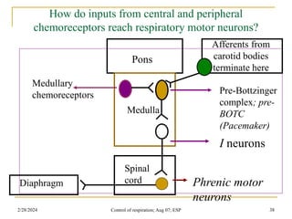 RESP MECHANISM- REGULATION OF RESPIRATION | PPT