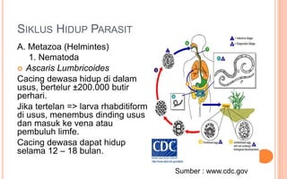 Respon imun terhadap parasit | PPTX