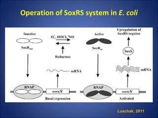 Response and tolerance strategies of microorganisms to oxidative | PPT