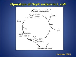 Response and tolerance strategies of microorganisms to oxidative | PPT