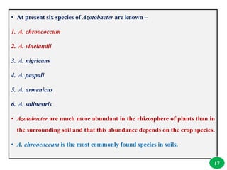 Response of maize to biofertilizers | PPTX