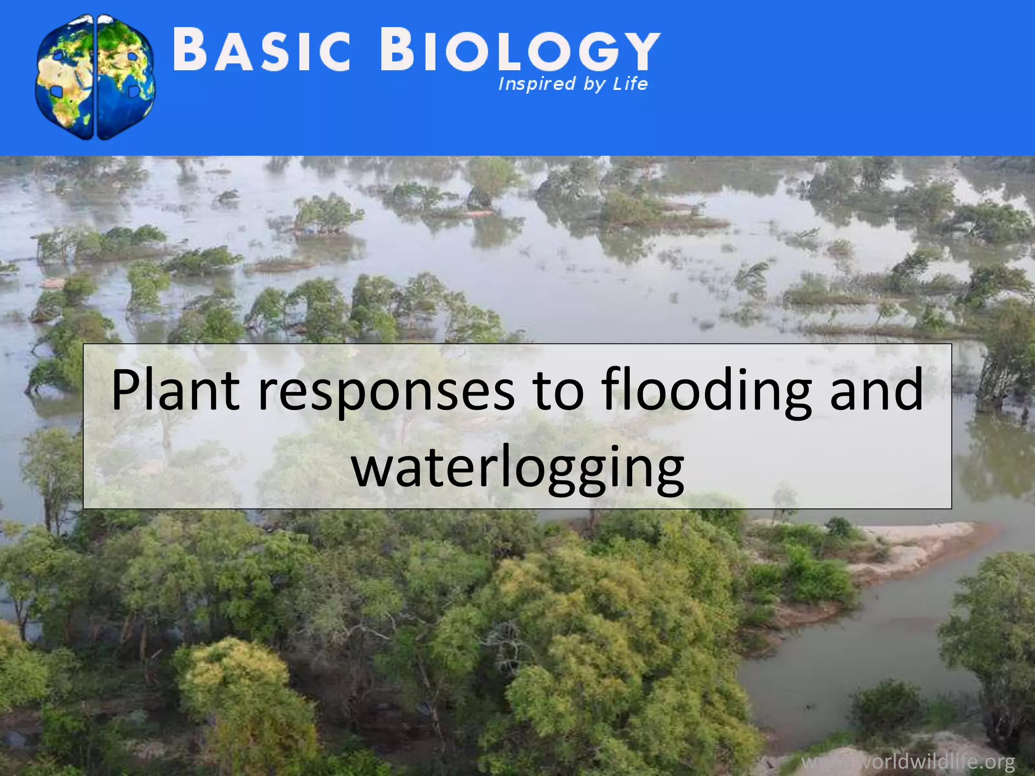 How do plants deal with flooding? | PPTX