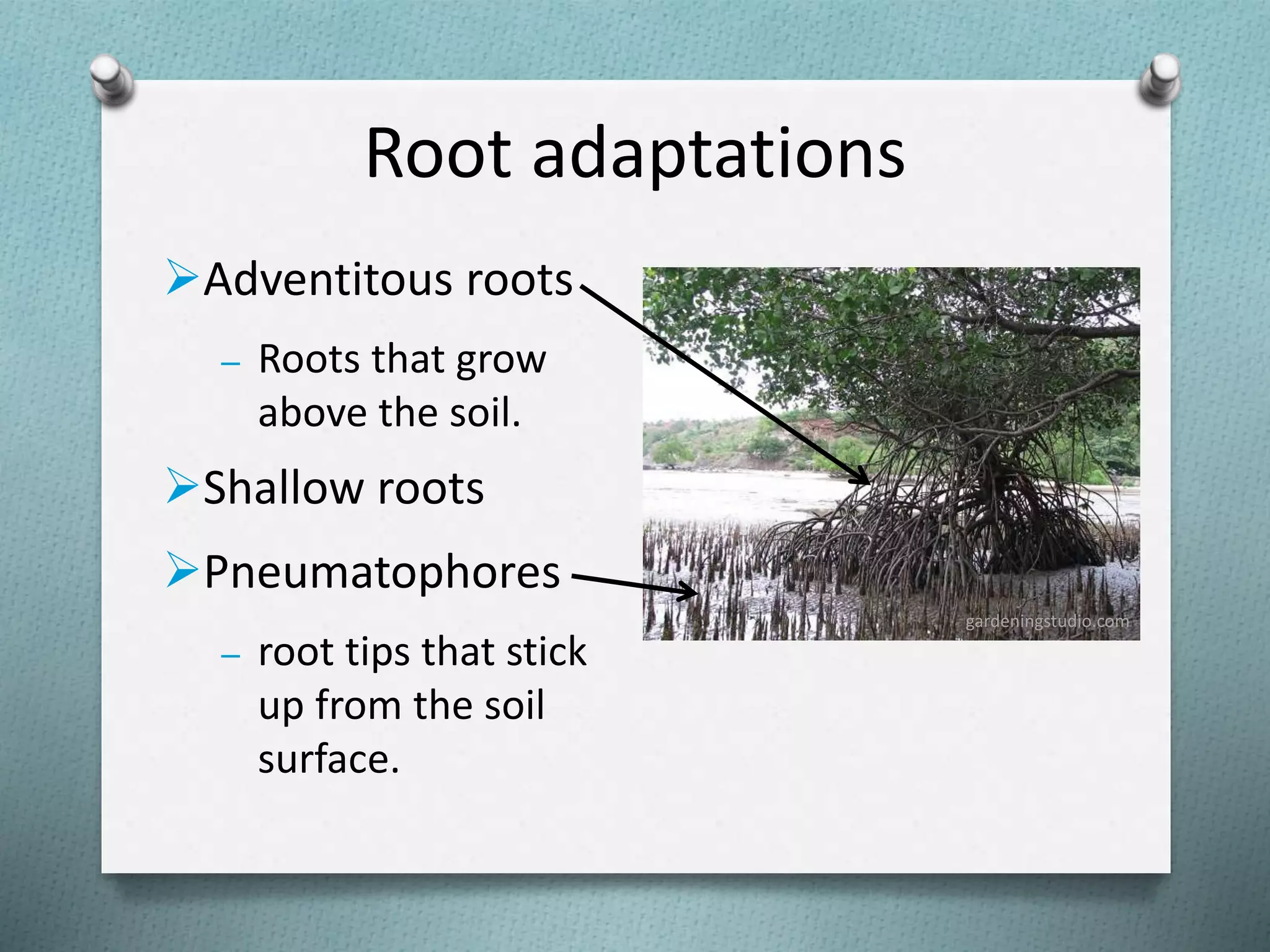 How do plants deal with flooding? | PPTX