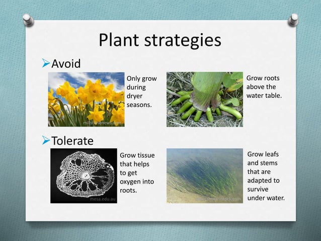 How do plants deal with flooding? | PPTX