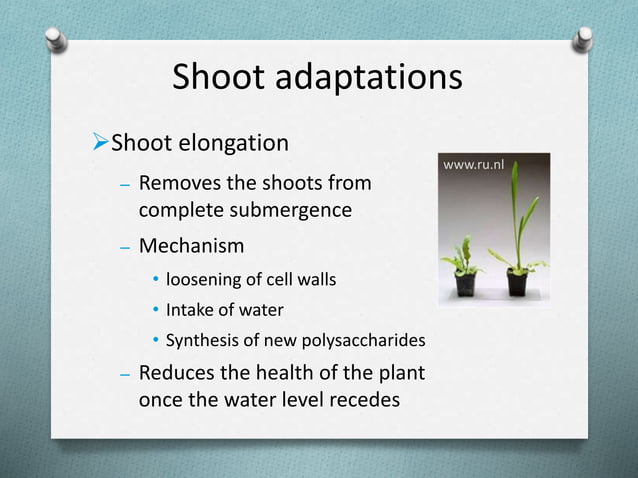 How do plants deal with flooding? | PPTX