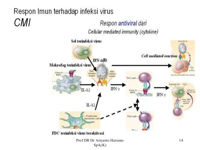 Respons imun pada bayi dan anak terhadap virus