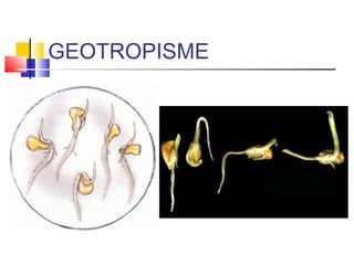 Respon tumbuhan | PPT