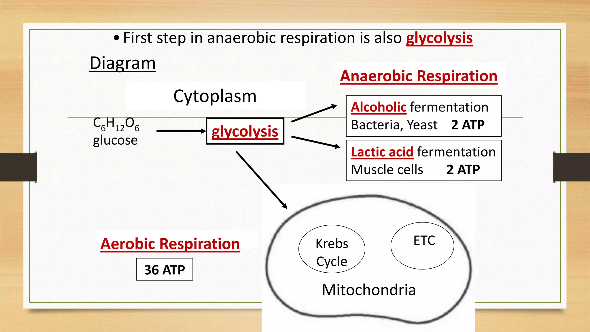 Resp part 2.pptx | Biological Sciences | Science