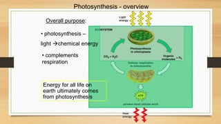 Resp part 2.pptx | Biological Sciences | Science