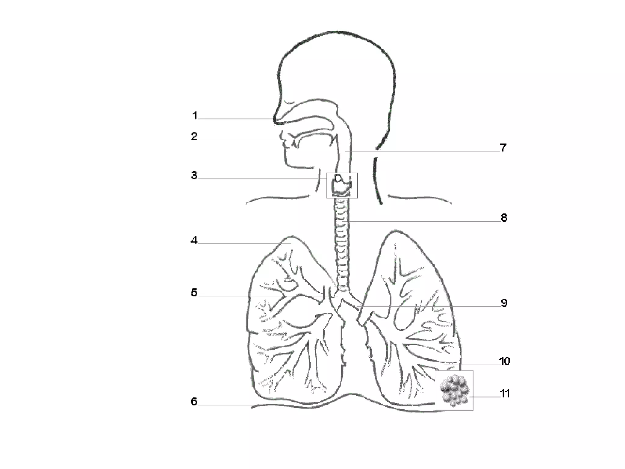 Respiratory system - Quiz | PPS