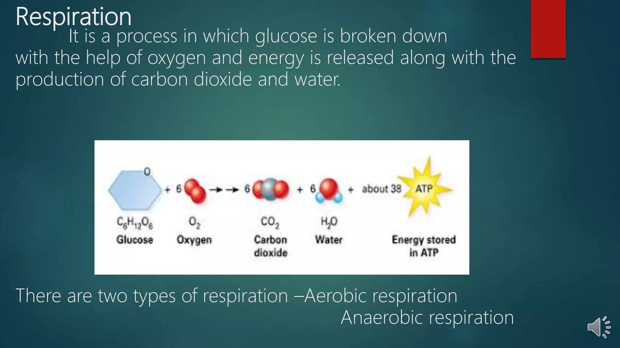 Respiration in human being | PPTX