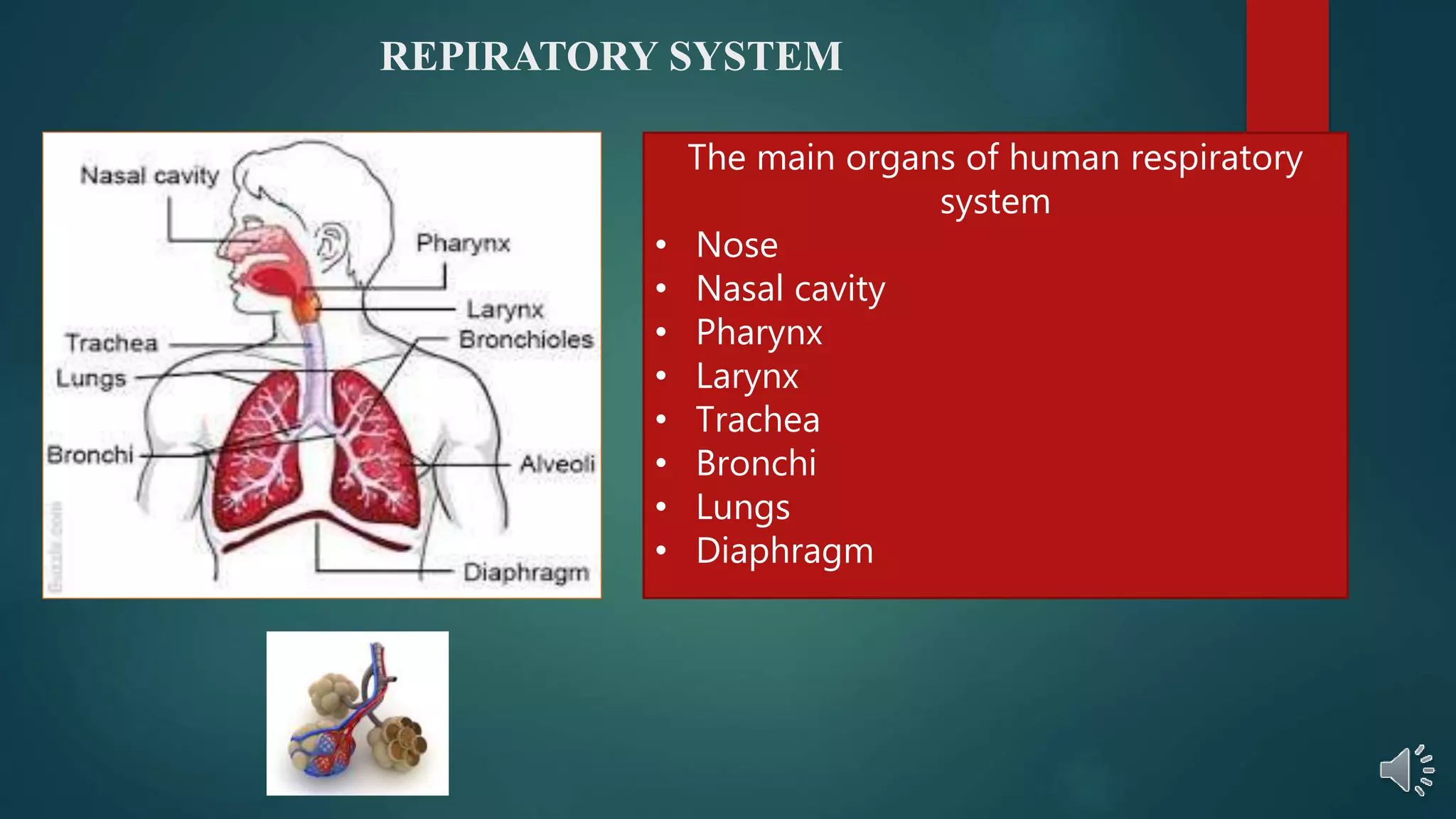 Respiration in human being | PPTX