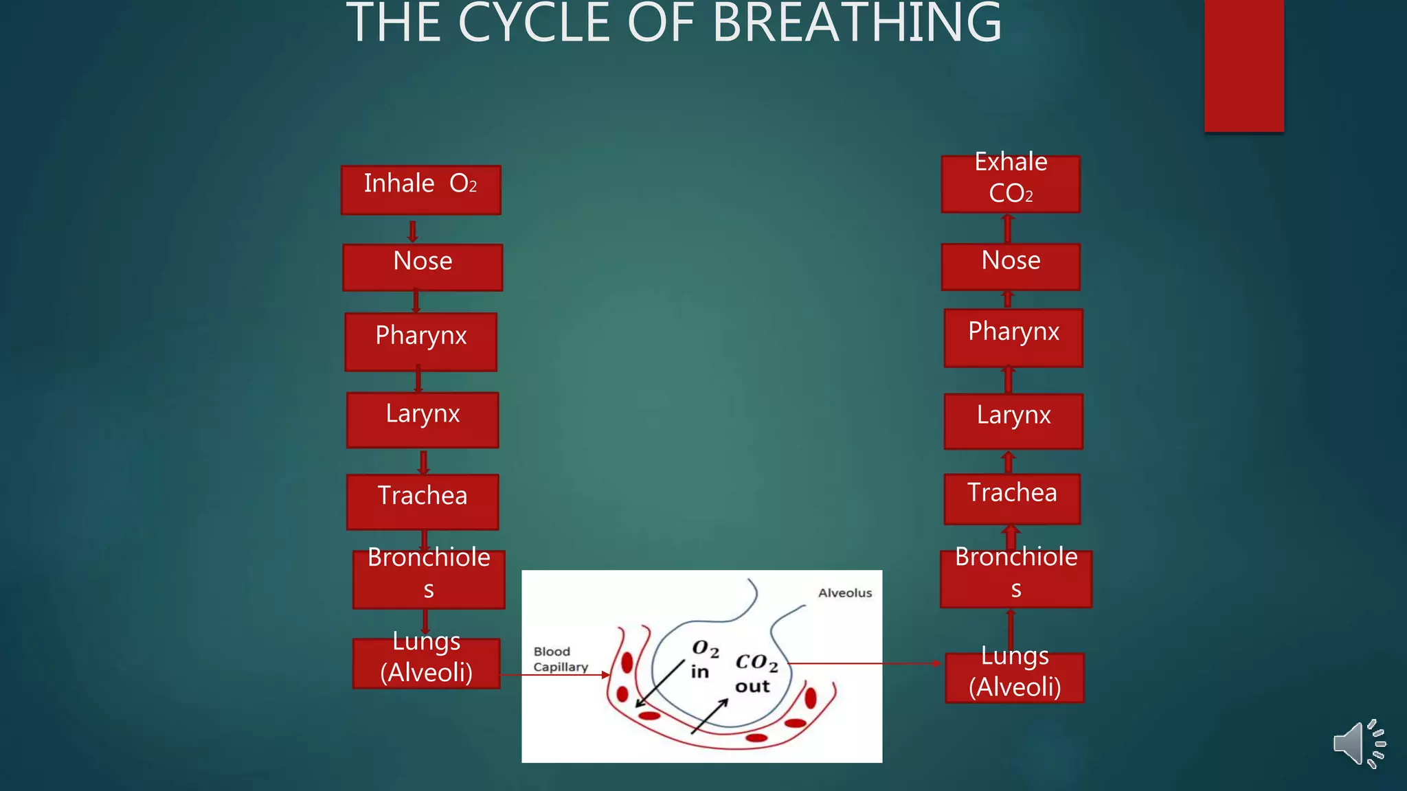 Respiration in human being | PPTX