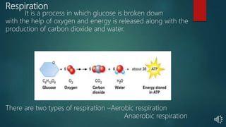 Respiration in human being | PPTX