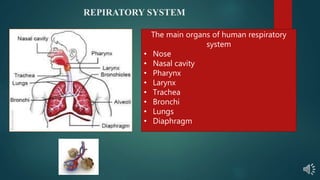 Respiration in human being | PPTX