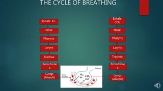 Respiration in human being | PPTX