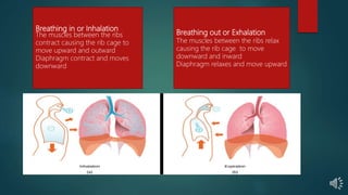 Respiration in human being | PPTX