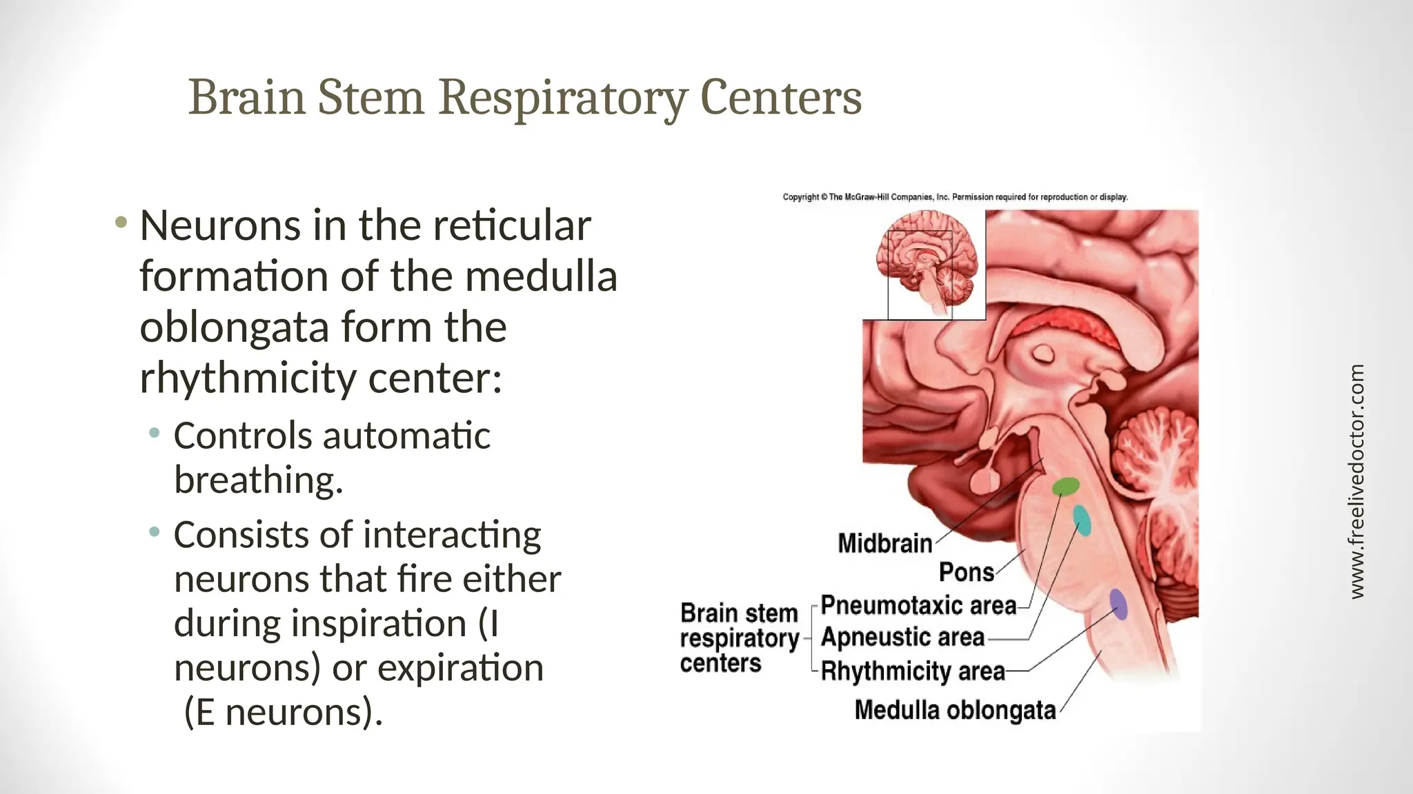 Respirtory system physiology and the functions | PPT