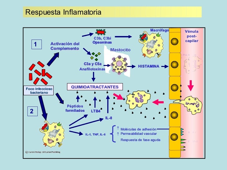 Respuesta Inflamatoria