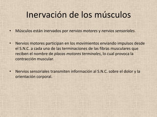 Respuesta de la musculatura al entrenamiento de la | PPTX