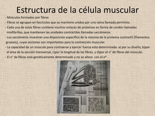 Respuesta de la musculatura al entrenamiento de la | PPTX