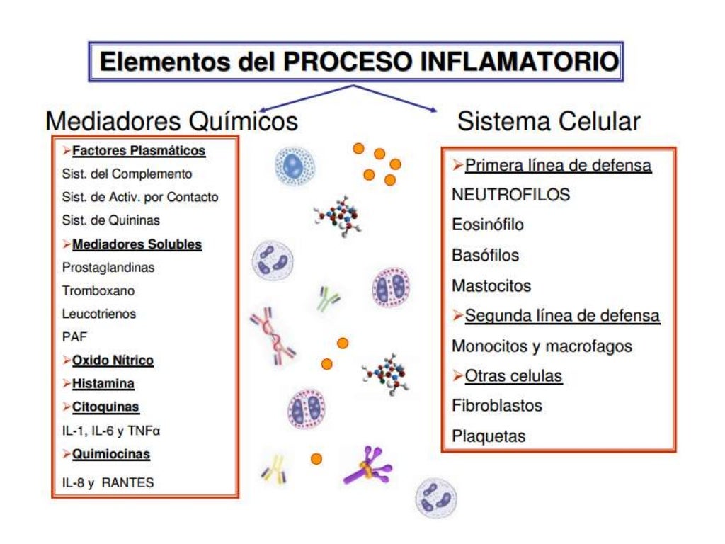 Respuesta inflamatoria inmunologia