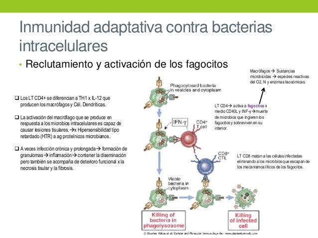 Respuesta inmune frente a bacterias