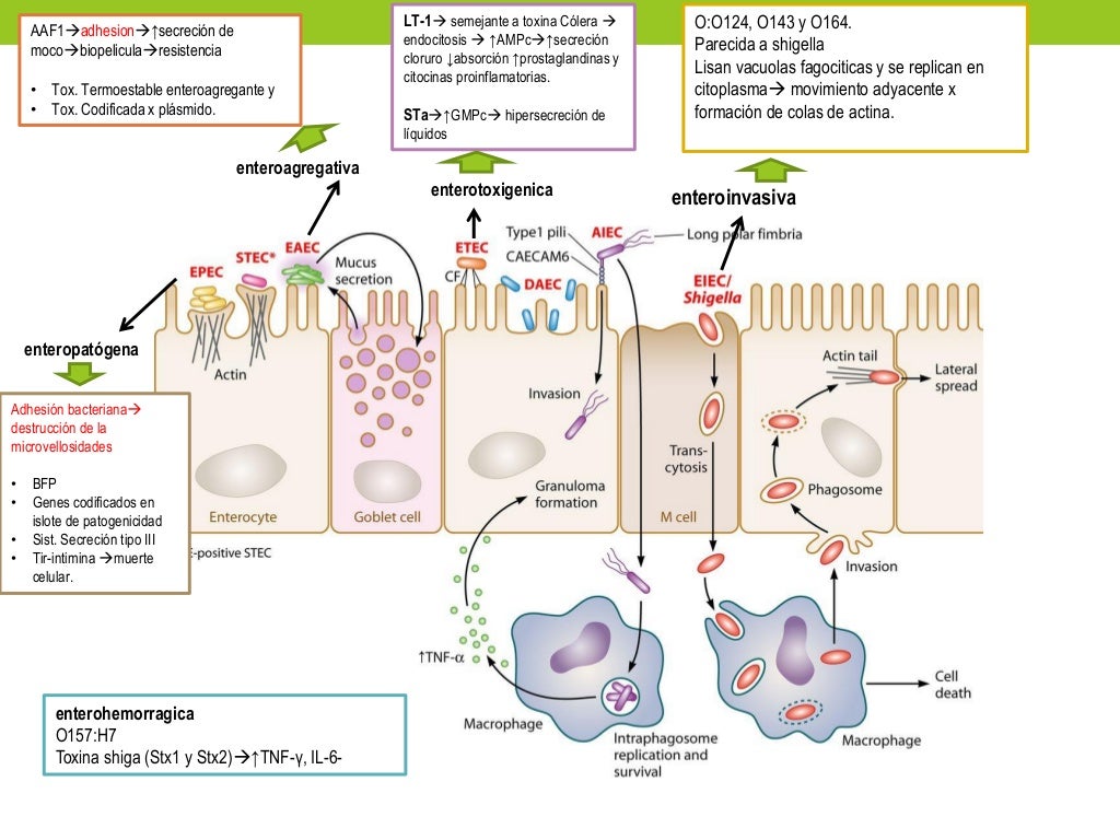 Respuesta inmune frente a bacterias