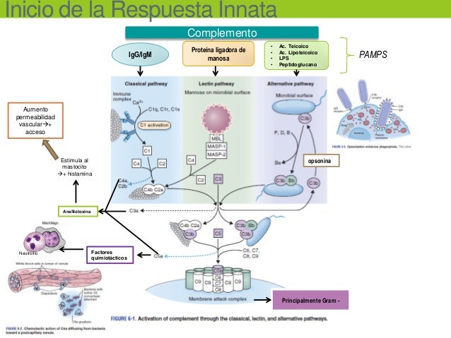 Respuesta inmune frente a bacterias