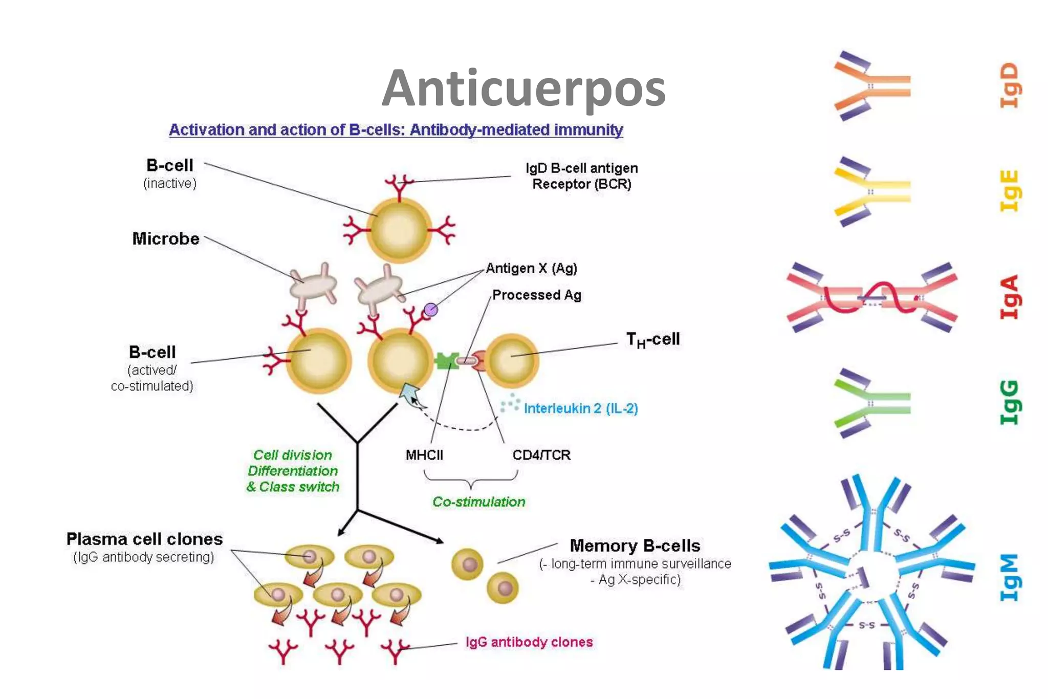 Respuesta inmunitaria adaptativa humoral | PPTX | Vaccines | Medical Health