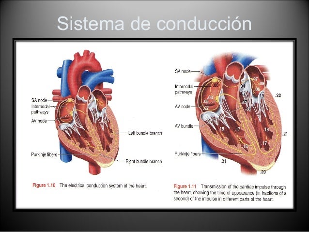 Respuestas Cardiovasculares Al Ejercicio