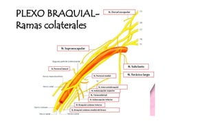 Respuestas motoras del plexo braquial.pptx