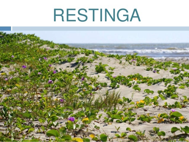 Restinga - Alchetron, The Free Social Encyclopedia